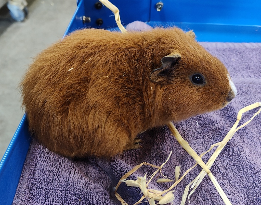 Sputnik - Male Short-hair Guinea Pig Unspecified Guinea Pig in VIC ...