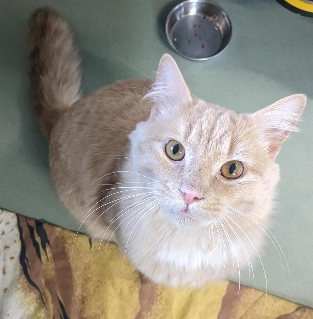 Bee Gee - Male Domestic Medium Hair Mix Cat in QLD - PetRescue