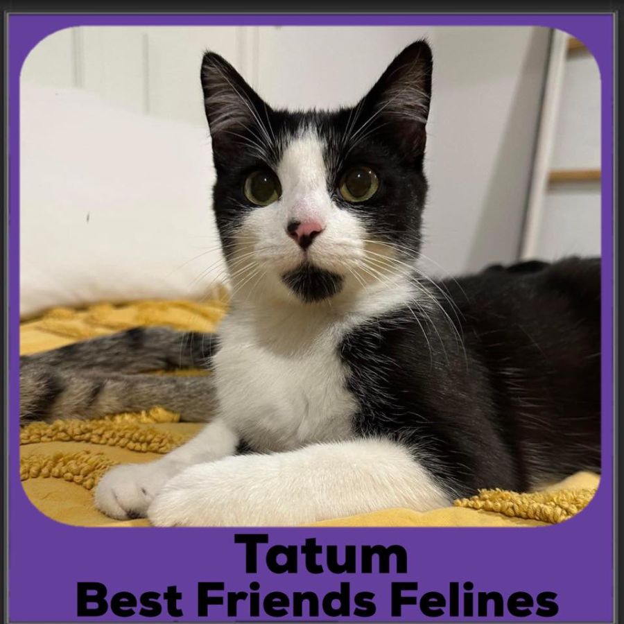 Tatum - Female Domestic Short Hair Cat in QLD - PetRescue