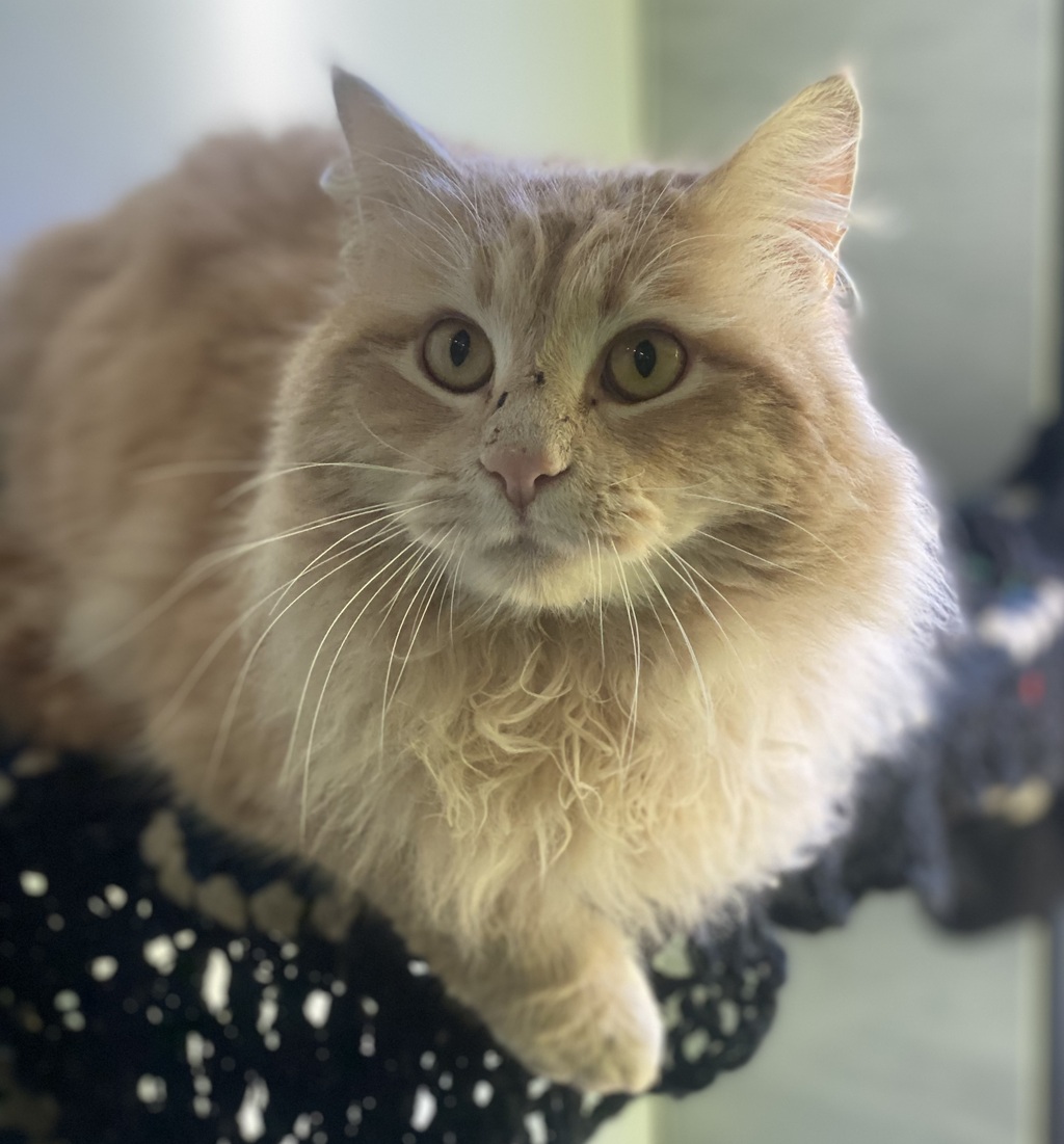 Mandarin - Male Domestic Medium Hair Mix Cat in VIC - PetRescue