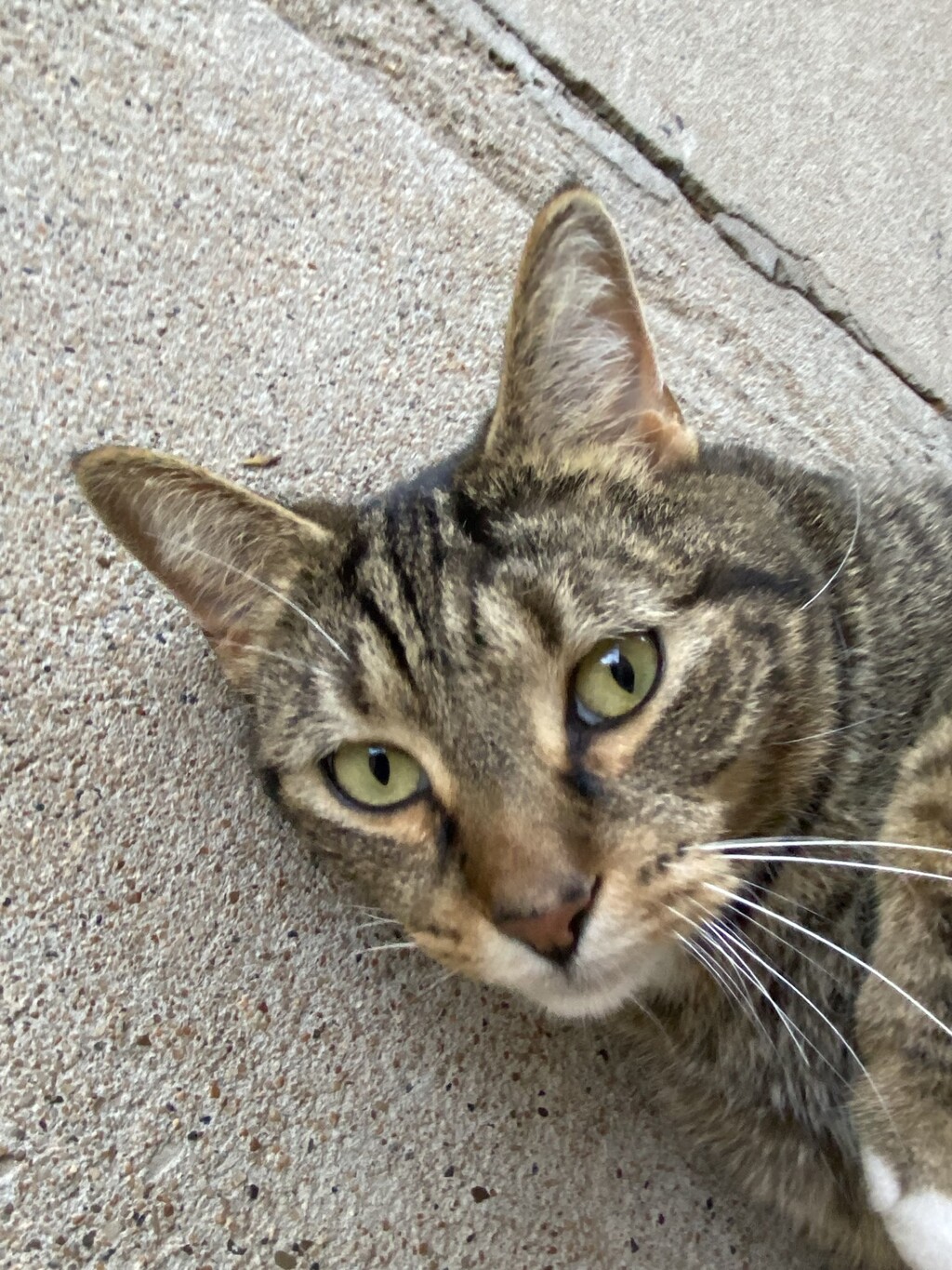 Tigger - Male Domestic Short Hair Mix Cat in QLD - PetRescue
