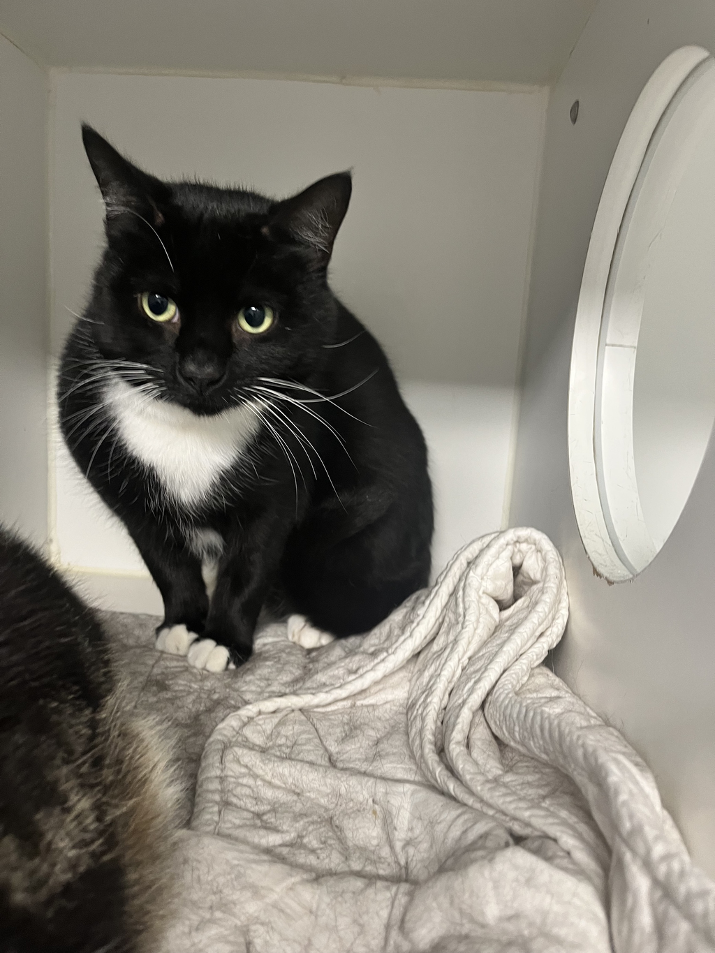Jelly - Female Domestic Short Hair Mix Cat in VIC - PetRescue