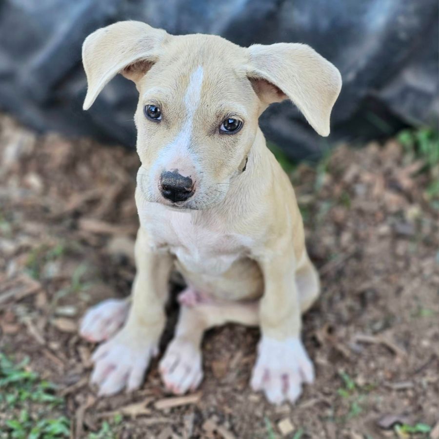 Koah - Medium Male Mixed Breed Dog in QLD - PetRescue