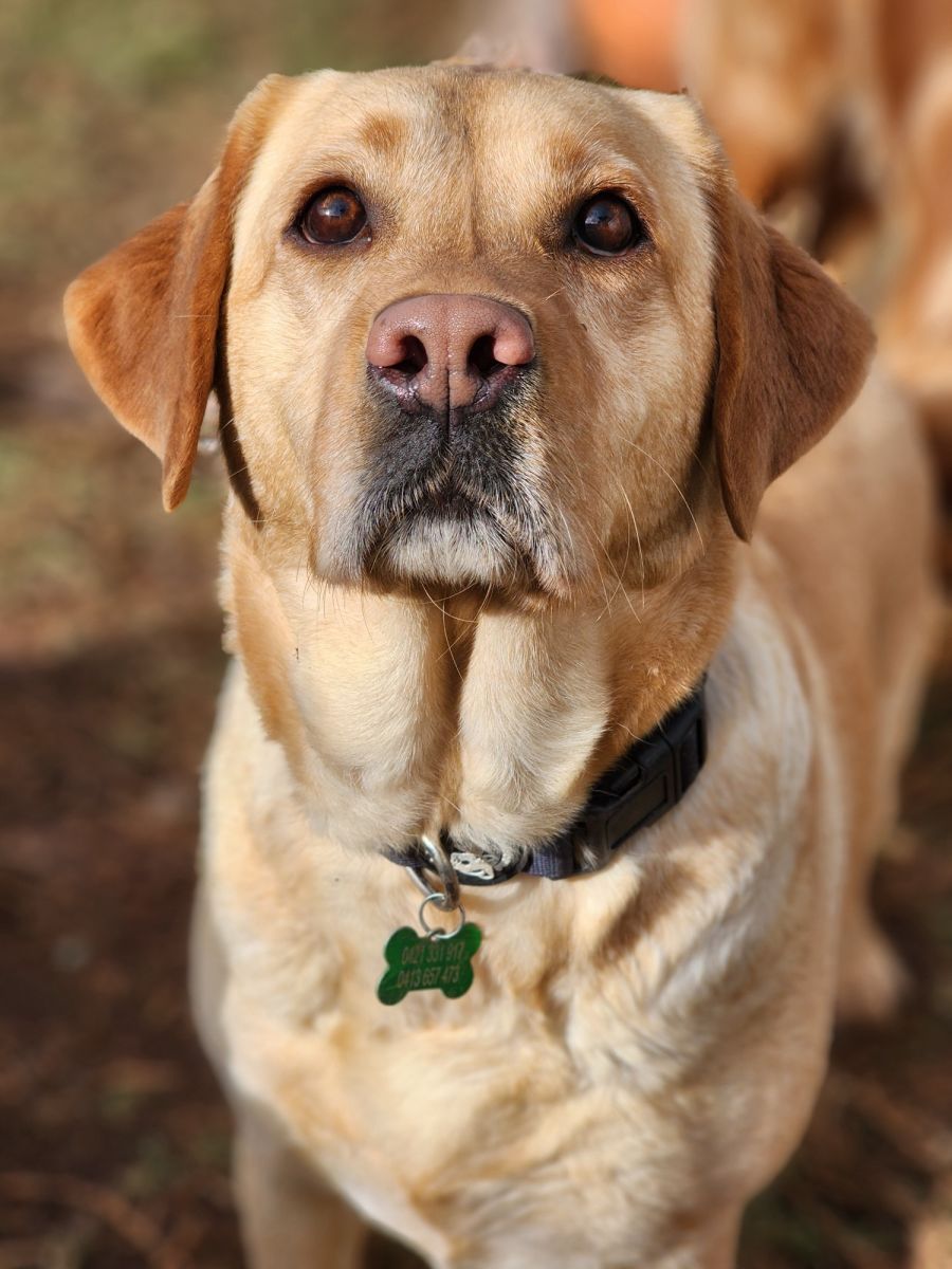 Patsy - Medium Female Labrador Dog in VIC - PetRescue