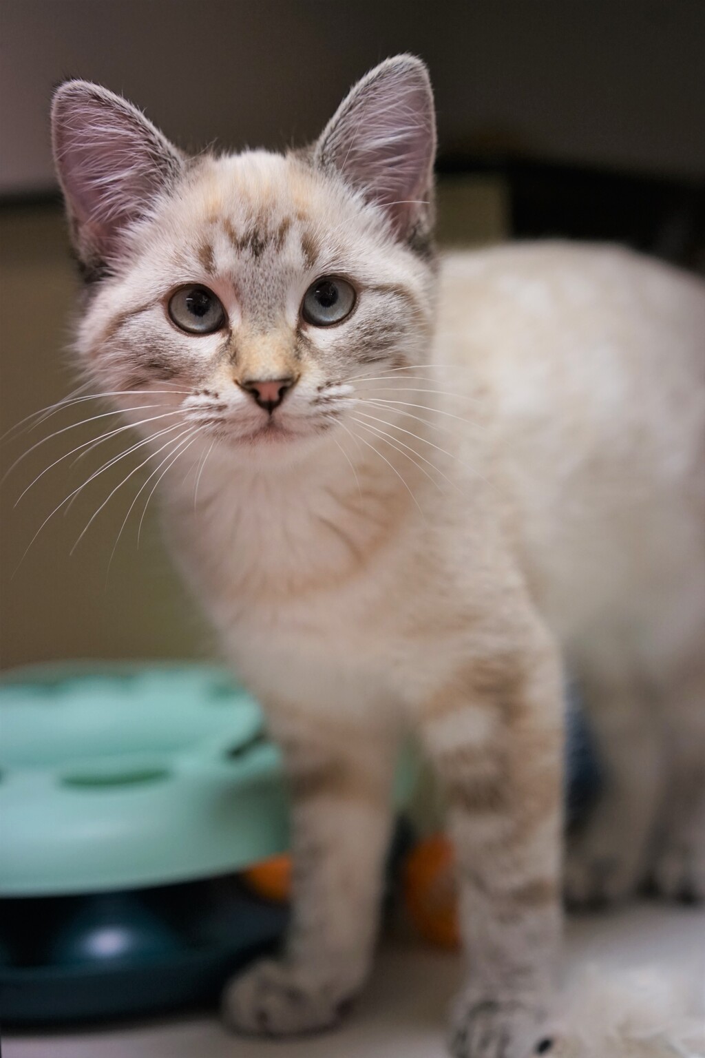 Peach - Female Layanese Mix Cat in QLD - PetRescue