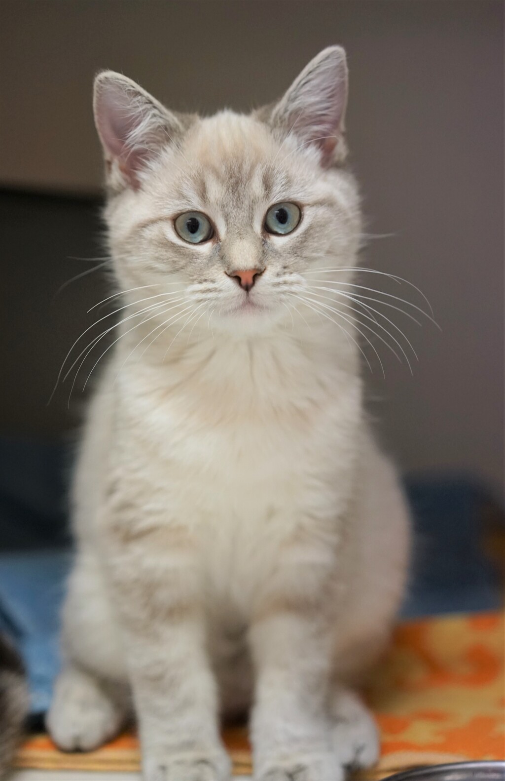 Mario - Male Layanese Mix Cat in QLD - PetRescue