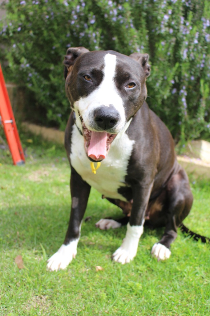 Gigi - Large Female Staffordshire Bull Terrier Mix Dog in WA - PetRescue