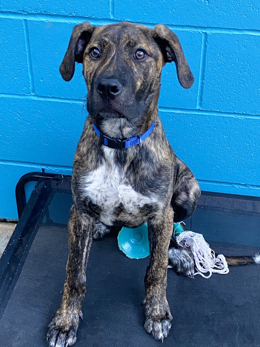 Brodie - Medium Male Australian Cattle Dog x Bullmastiff Mix Dog in QLD - PetRescue