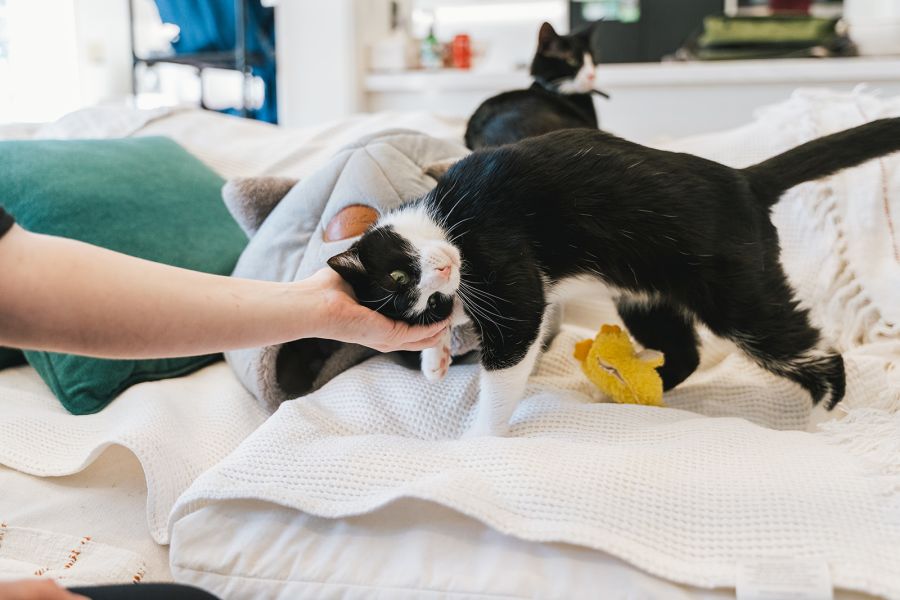Mable - Female Domestic Short Hair Cat in NSW - PetRescue