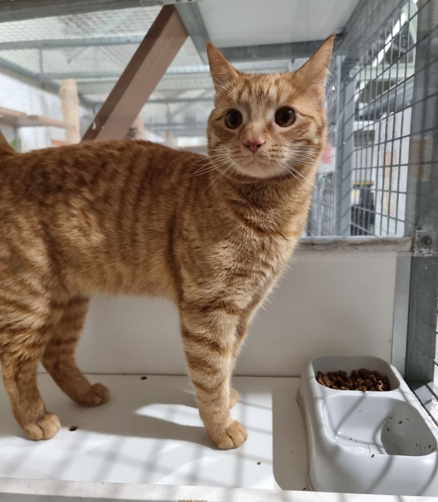 Jambo - Male Domestic Short Hair Cat in VIC - PetRescue