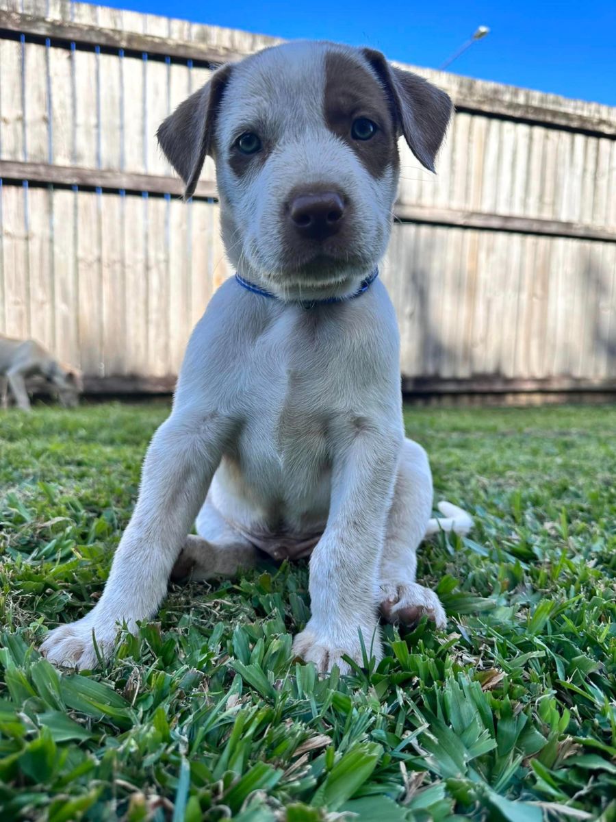 Kudos - Large Male Cattle Dog Mix Dog in QLD - PetRescue