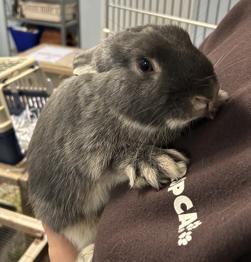Rocky - Male Mini Lop Mix Rabbit in WA - PetRescue