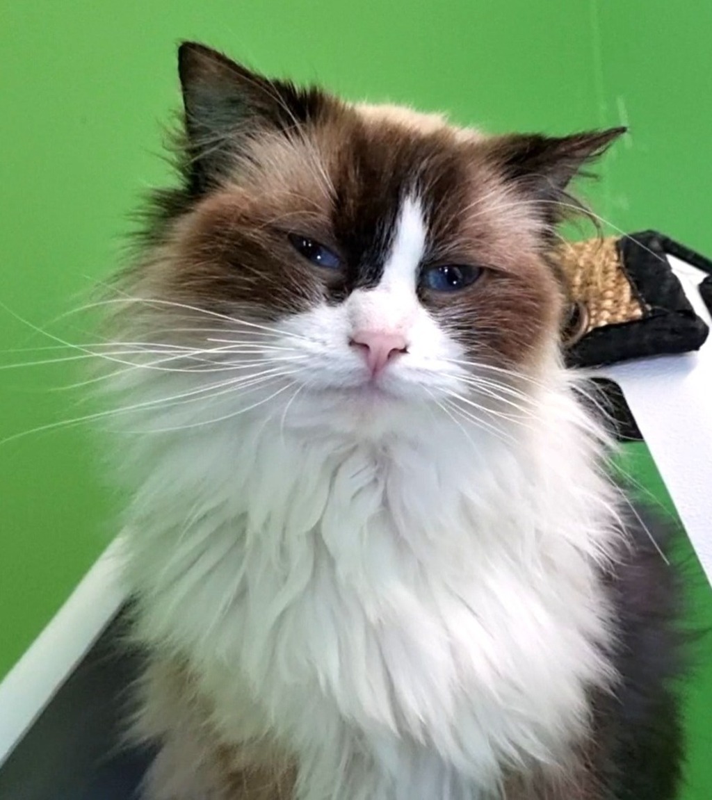 Mishka - Female Ragdoll Cat in VIC - PetRescue