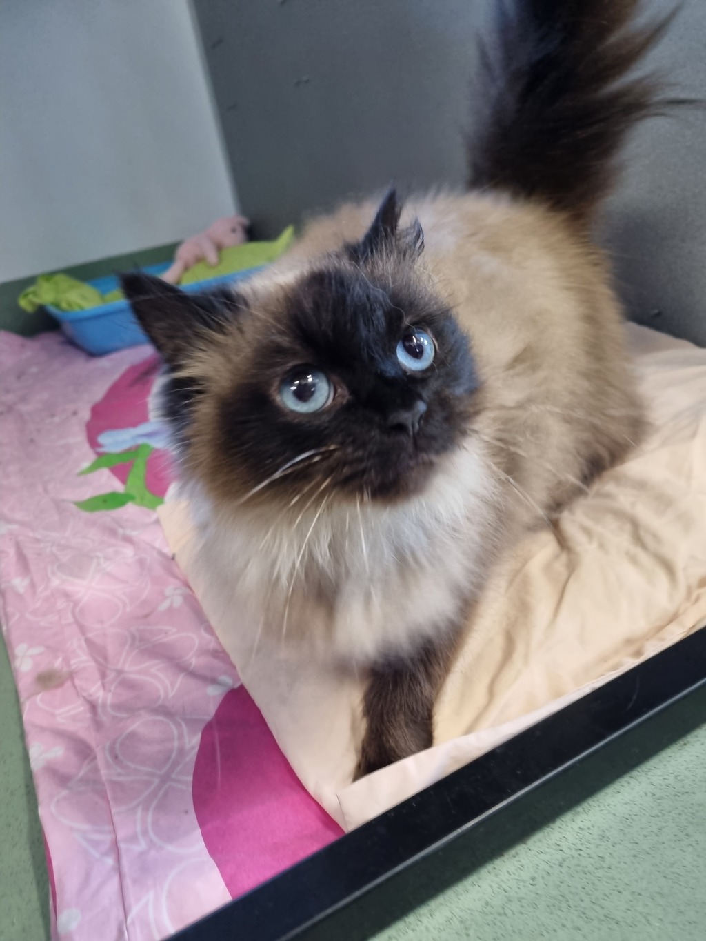 Miss Rita-Jones - Female Layanese Mix Cat in QLD - PetRescue