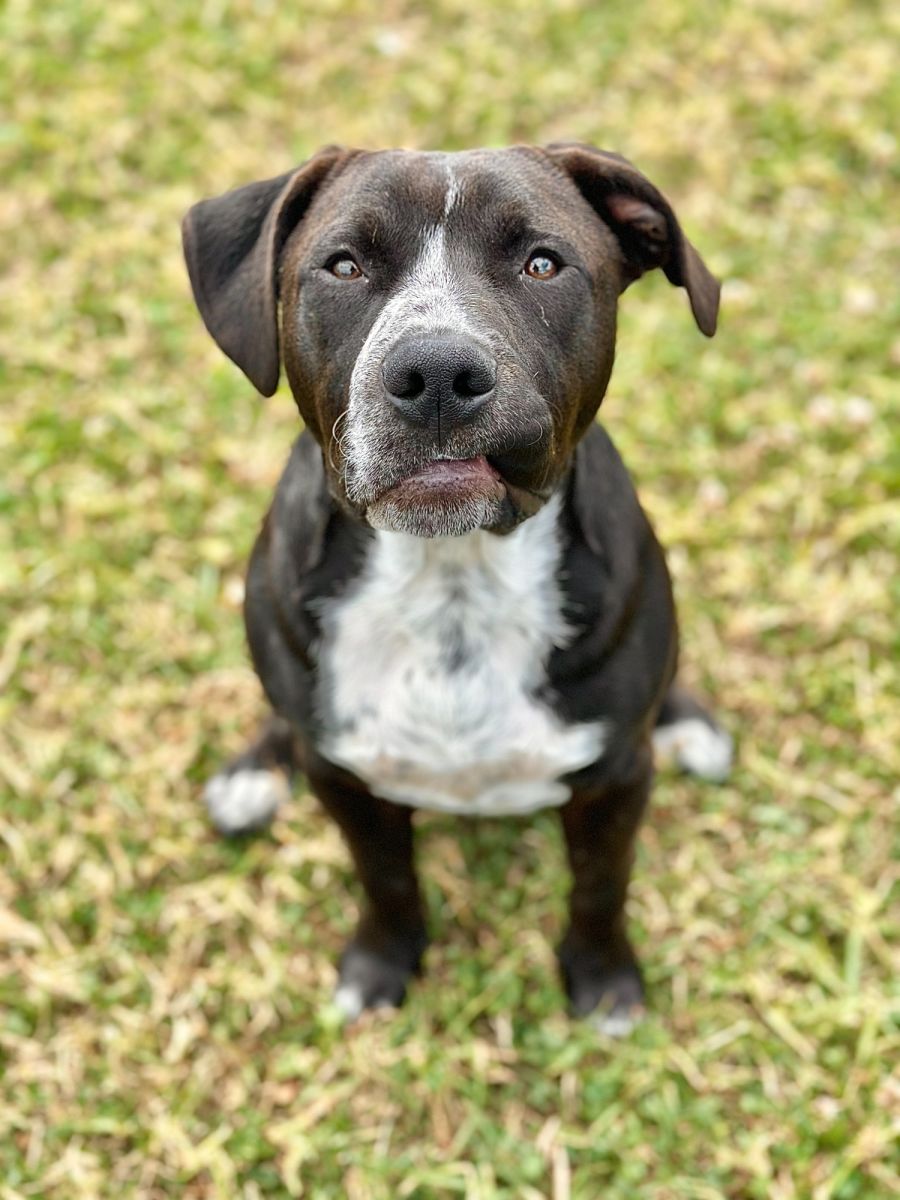 Bryan - Medium Male Staffordshire Bull Terrier Mix Dog in NSW - PetRescue