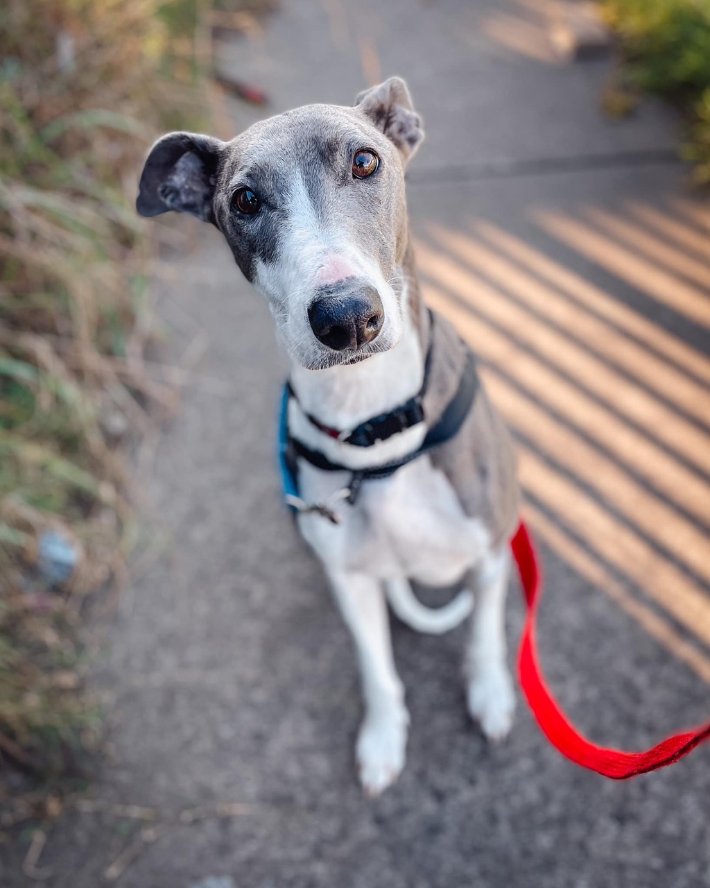 Jolene - Large Female Greyhound x Whippet Mix Dog in VIC - PetRescue