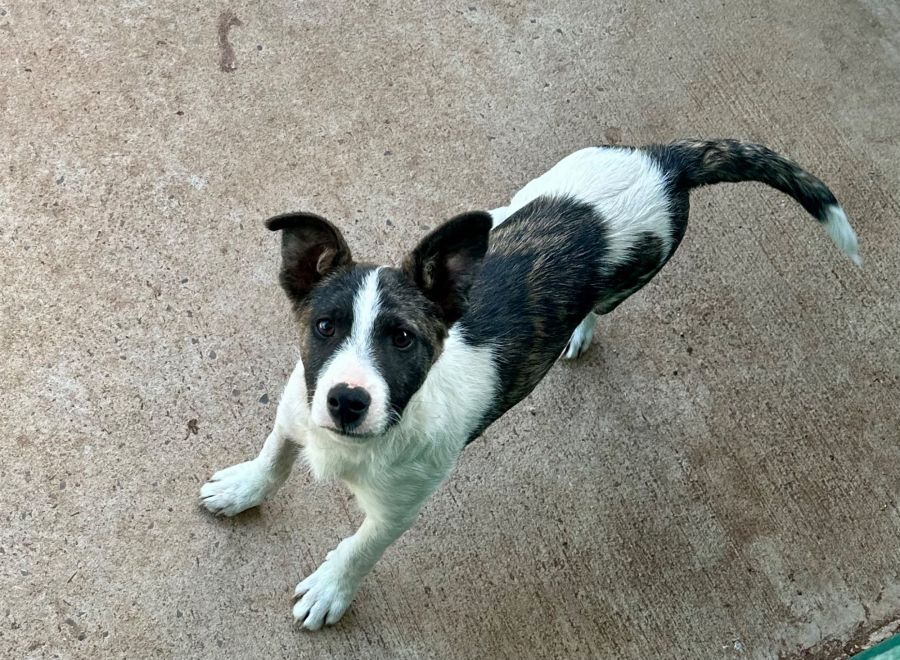 Roddy - Small Male Terrier Mix Dog in SA - PetRescue