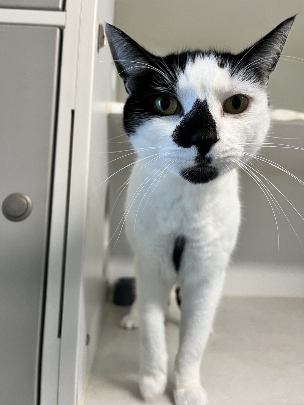 Coco - Male Domestic Short Hair Mix Cat in VIC - PetRescue