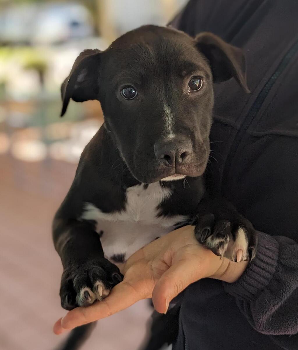 Ted - Medium Male Staffy Mix Dog in WA - PetRescue