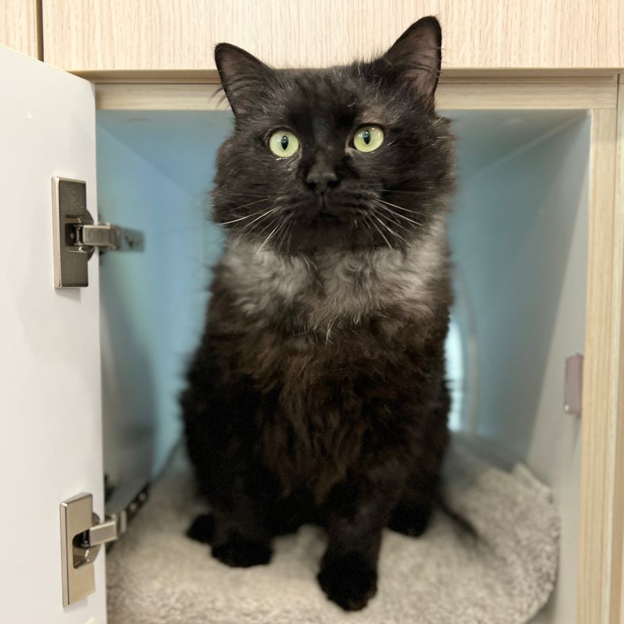 Vincent Van Gogh-Gurt - Male Domestic Medium Hair Cat in VIC - PetRescue