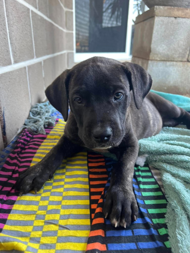 Bre - Large Female Bull Arab x Neapolitan Mastiff Mix Dog in QLD ...