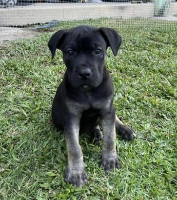 Beau - Large Male Bull Arab x Neapolitan Mastiff Mix Dog in QLD - PetRescue