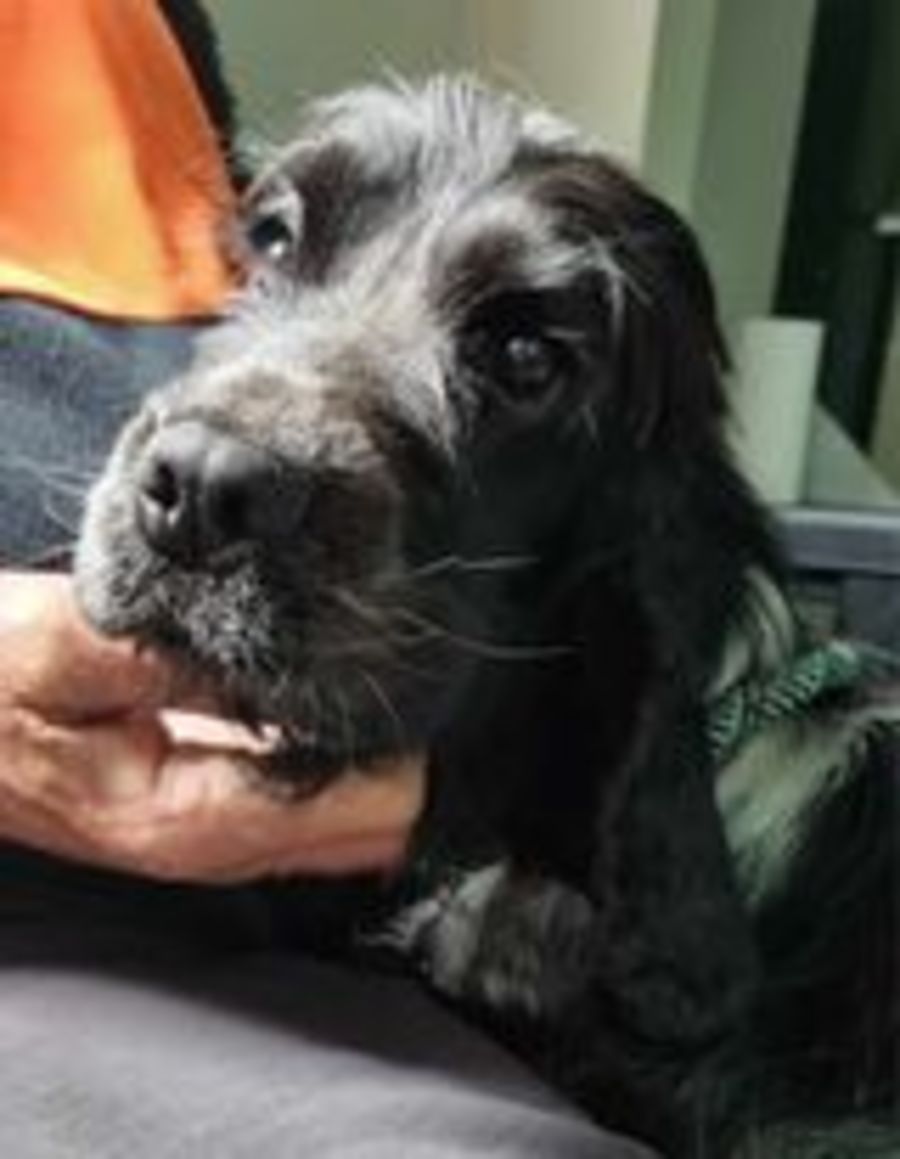 Coco - Small Female Cocker Spaniel Dog in NSW - PetRescue