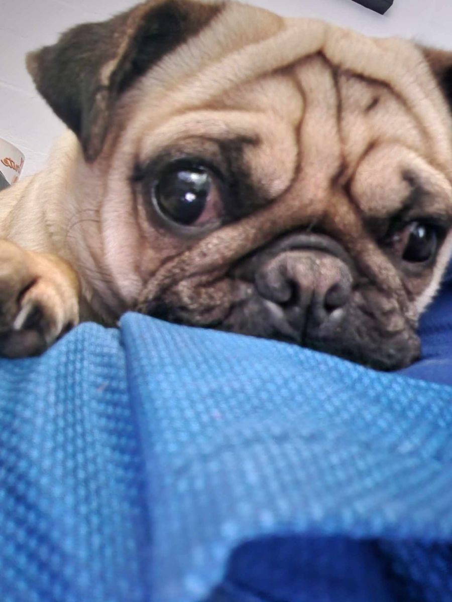 Frankie - Small Male Pug Dog in QLD - PetRescue