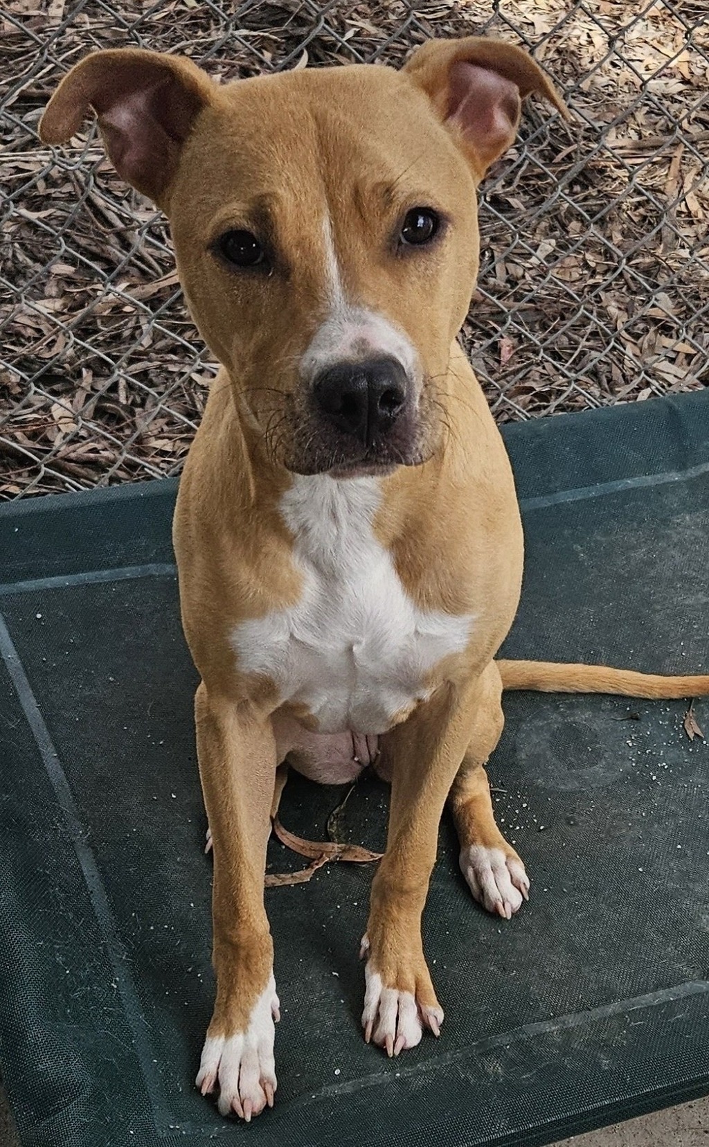 Shortbread - Medium Female Staffordshire Bull Terrier Mix Dog in VIC ...