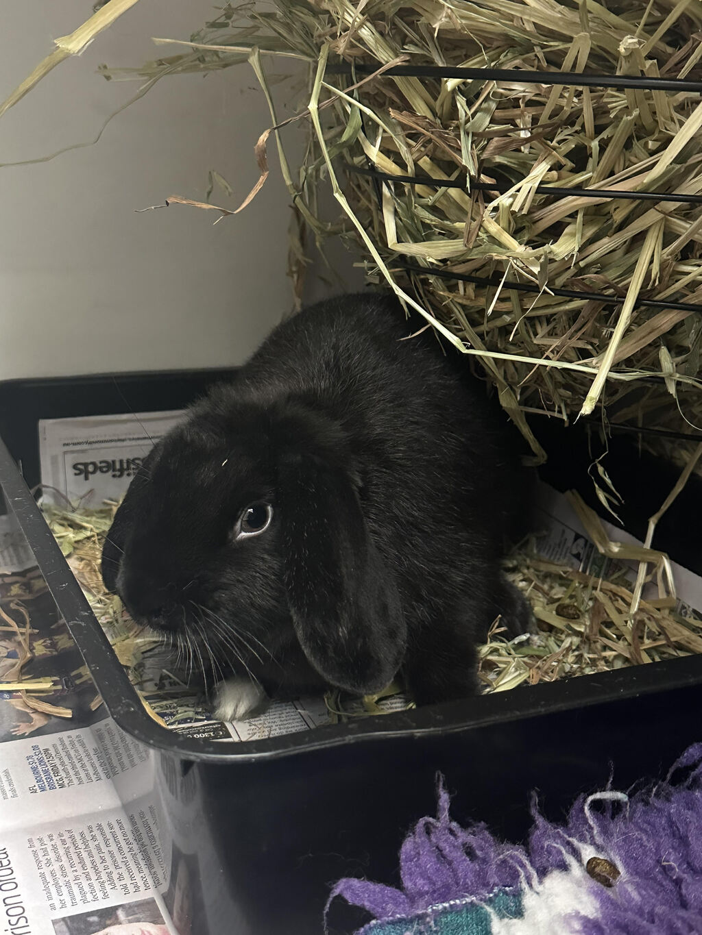 Ellie - Female Lop Eared Rabbit in VIC - PetRescue