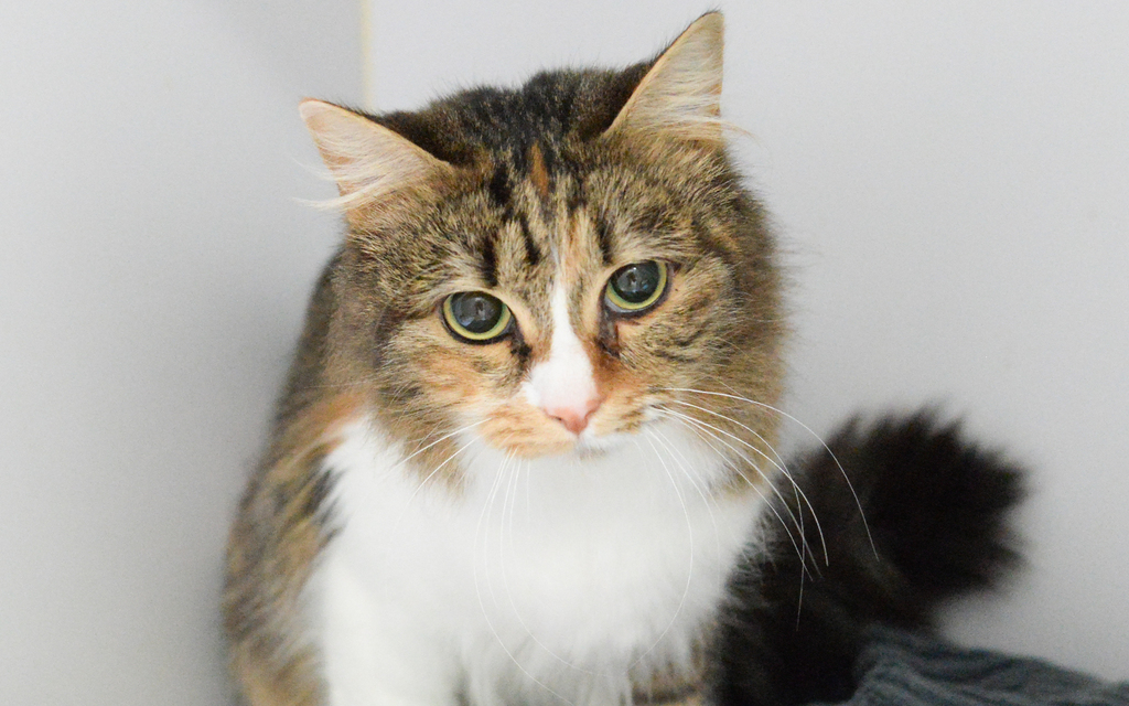 Pina Colada - Female Domestic Medium Hair Mix Cat in VIC - PetRescue