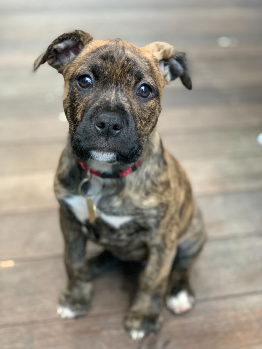 Divinyls - Large Female Staffordshire Bull Terrier Mix Dog in VIC ...