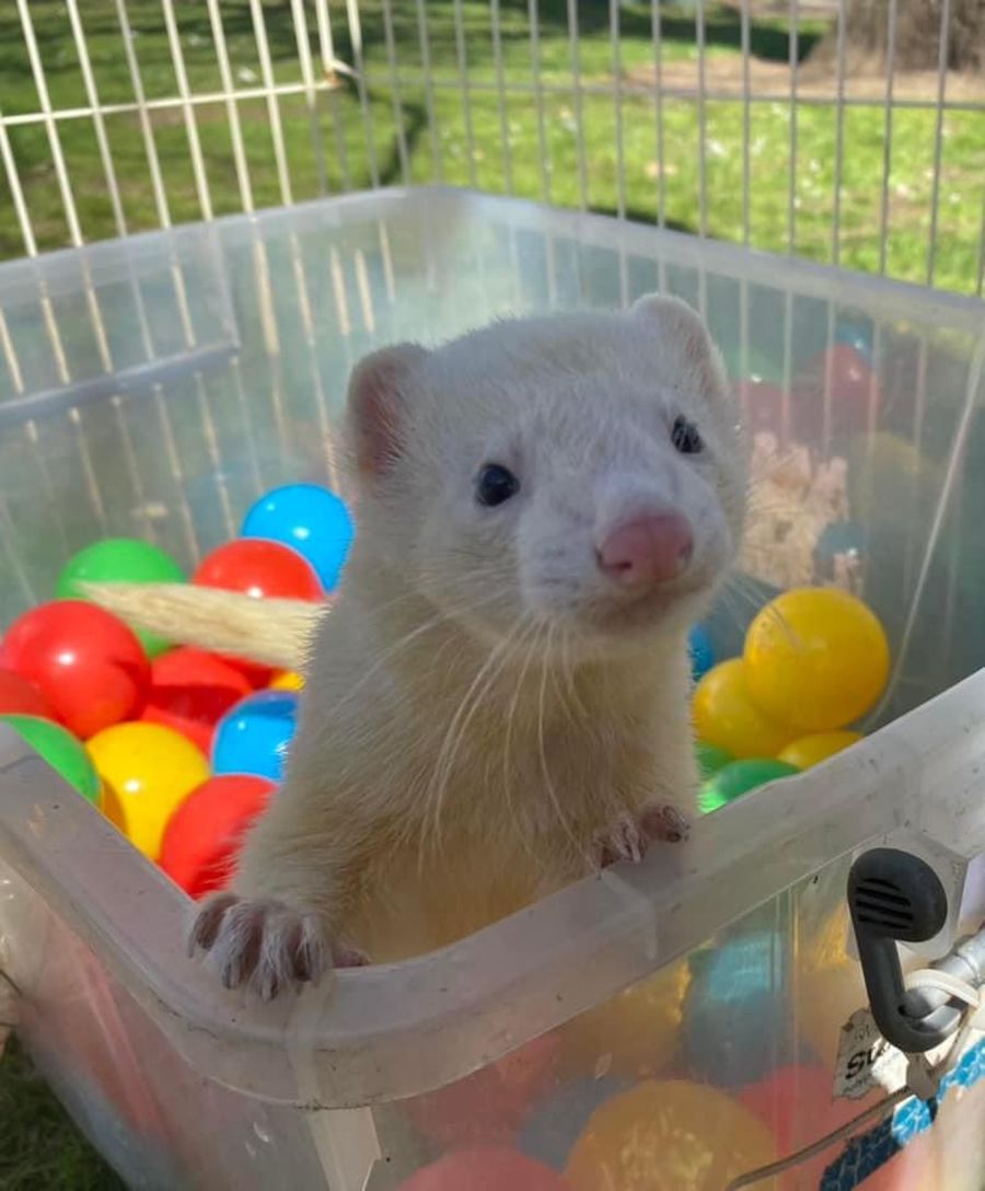 Noah - Male Ferret in VIC - PetRescue