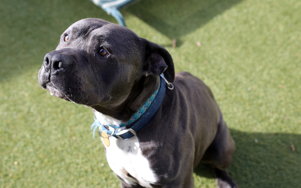 Stewart The Brave - Large Male American Staffy Mix Dog in VIC - PetRescue