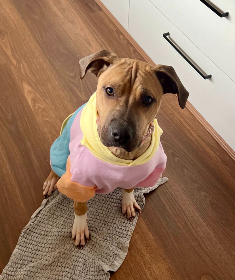 Lilo - Large Female Rhodesian Ridgeback Dog in VIC - PetRescue