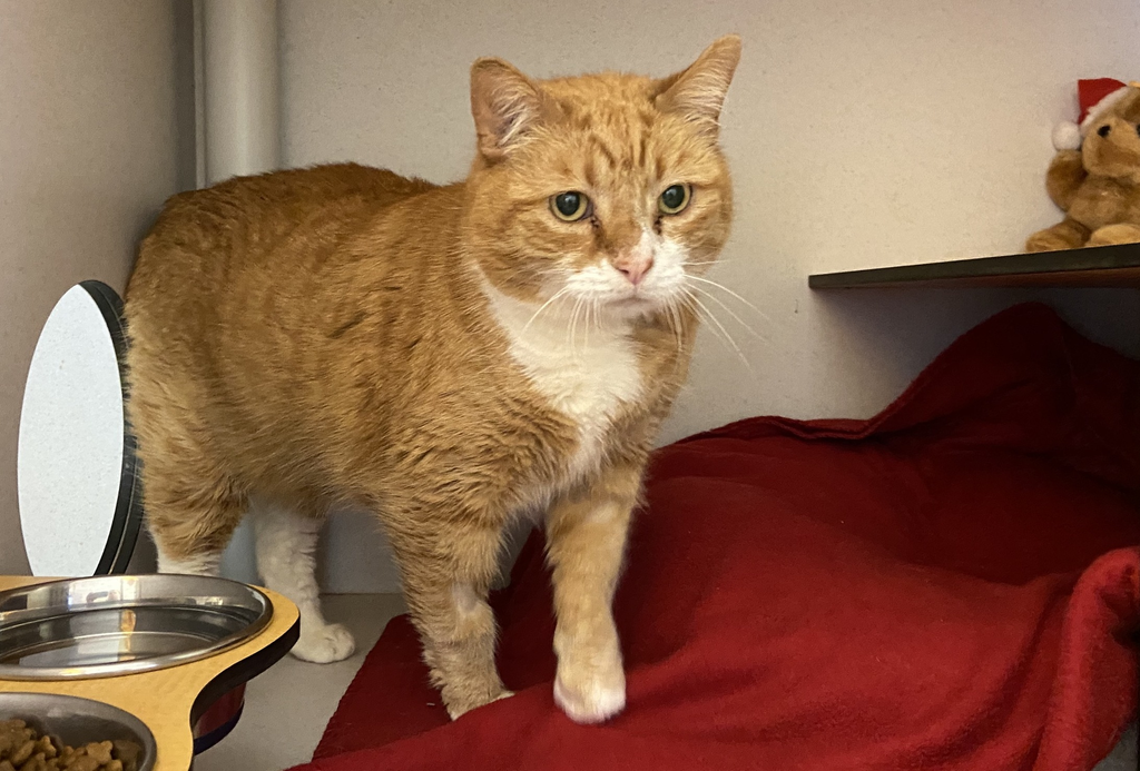 Jackson - Male Manx Mix Cat in QLD - PetRescue