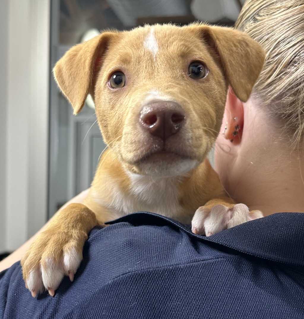 MJ - Medium Female Australian Cattle Dog x American Staffordshire Bull Terrier Mix Dog in QLD ...