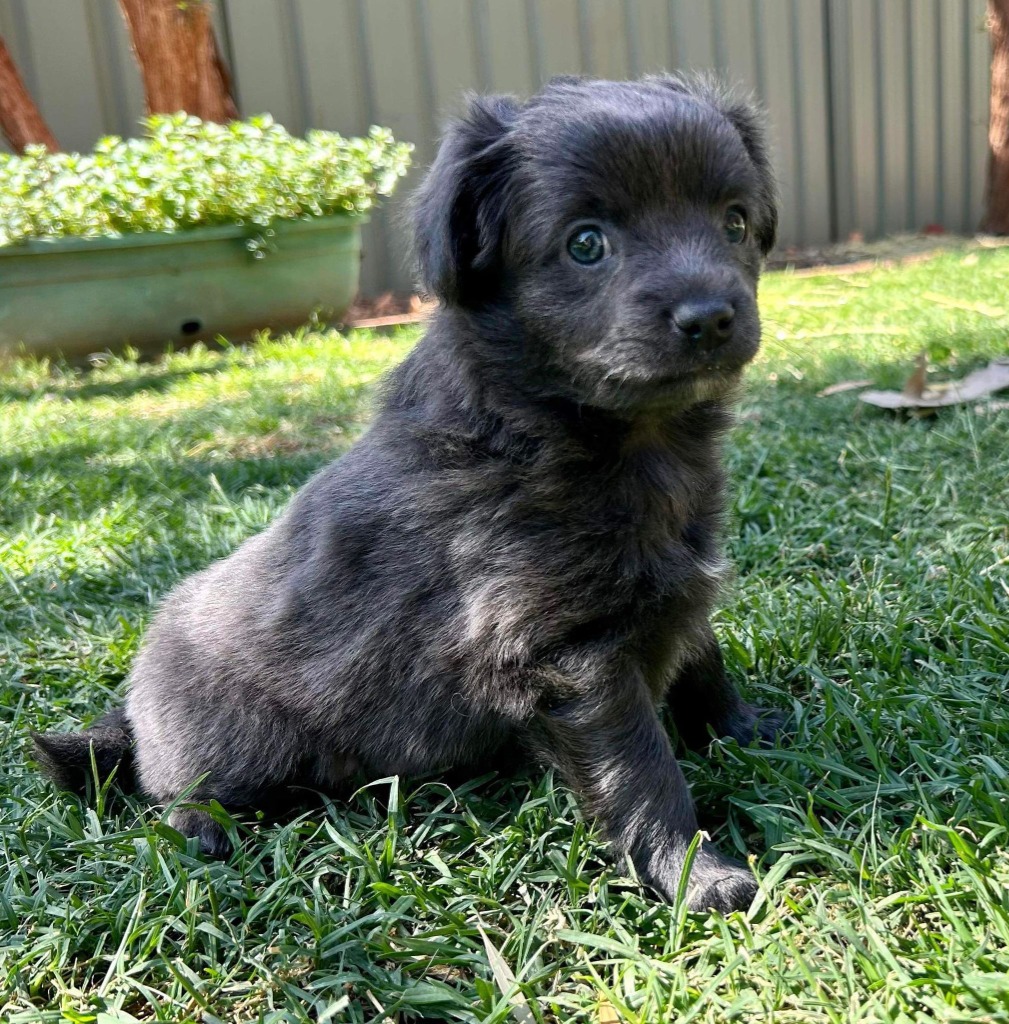 Bowser - Small Male Mixed Breed Dog in WA - PetRescue