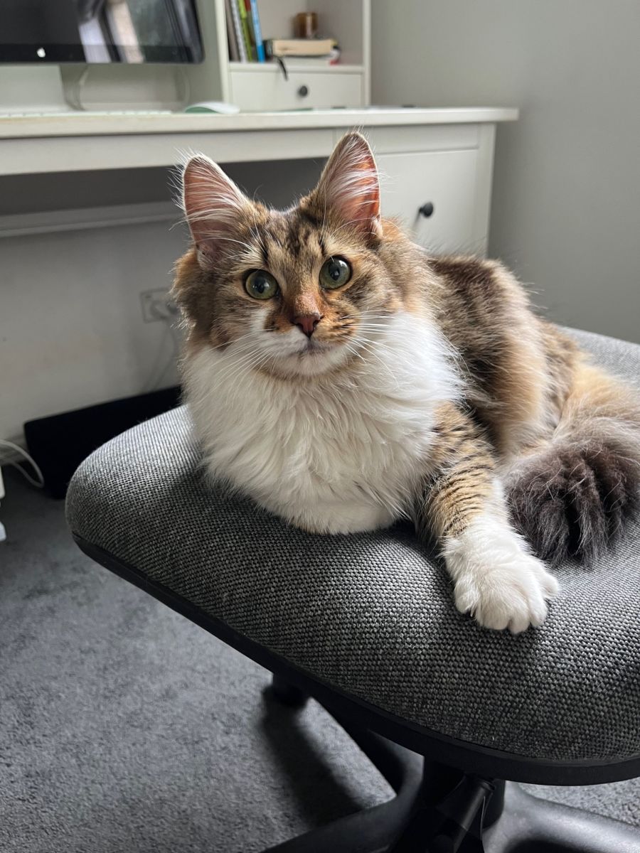 Geneva - Female Domestic Medium Hair Cat in NSW - PetRescue