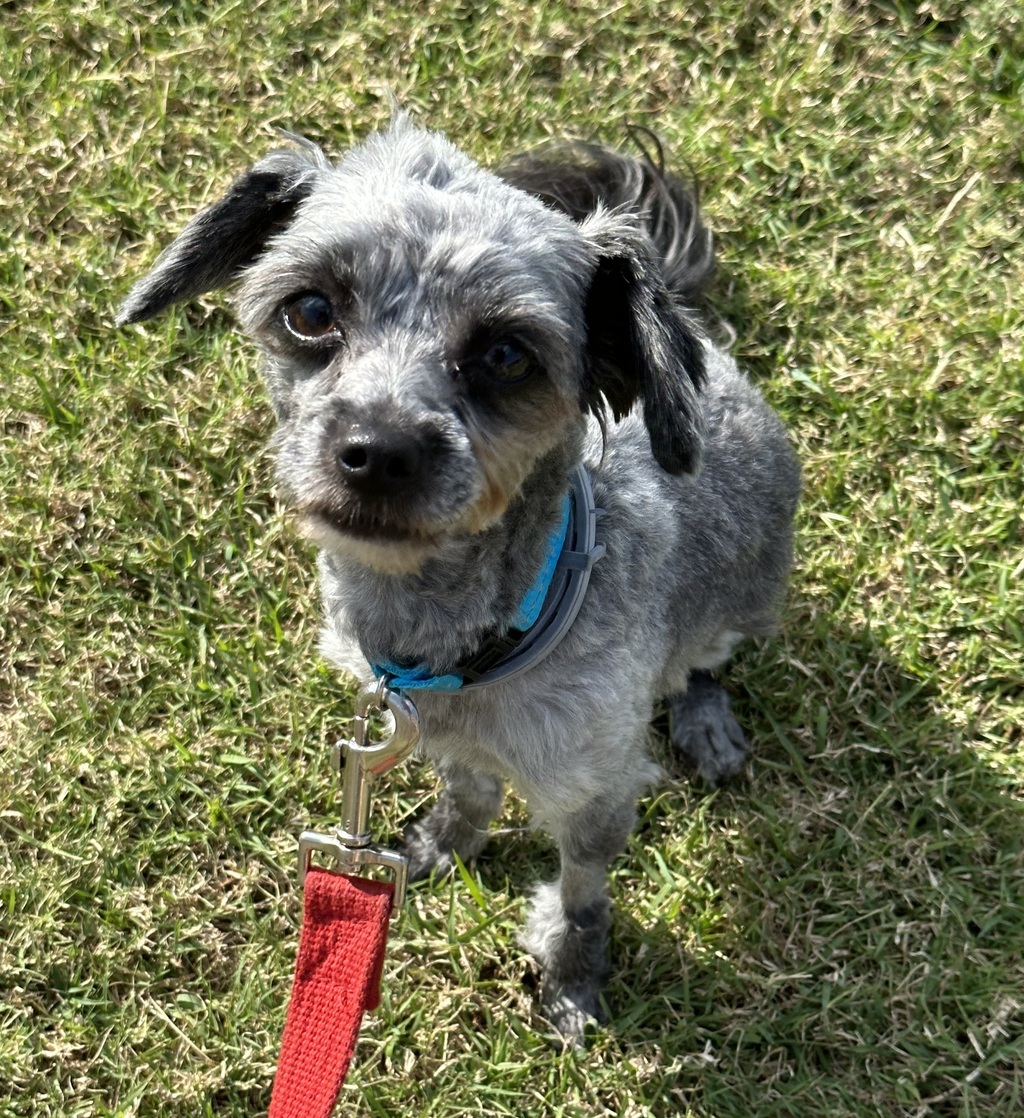 Happy - Small Female Chihuahua x Poodle Toy Mix Dog in QLD - PetRescue