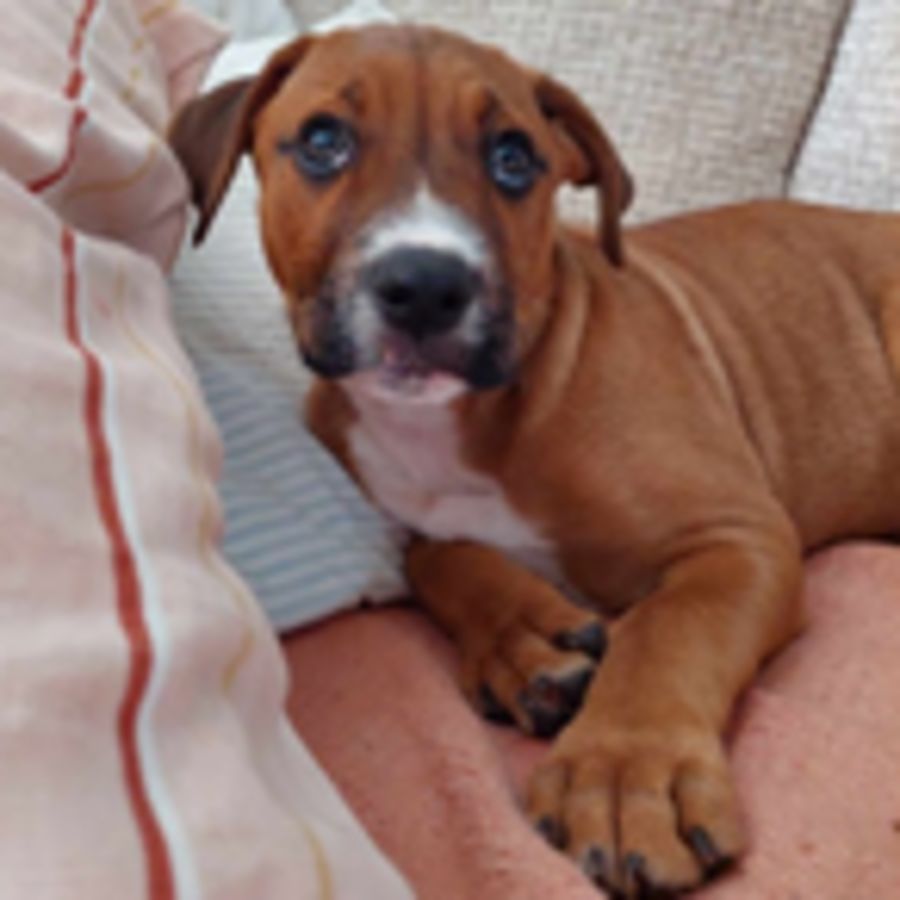 Corfu- Island Litter - Medium Female Boxer Mix Dog in QLD - PetRescue