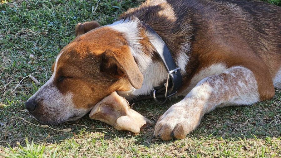 Scorcher - Medium Male Kelpie x Australian Cattle Dog Mix Dog in QLD ...