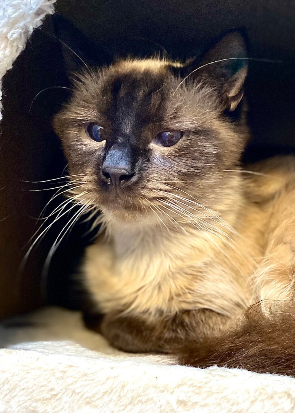 Coco - Male Siamese Mix Cat in QLD - PetRescue