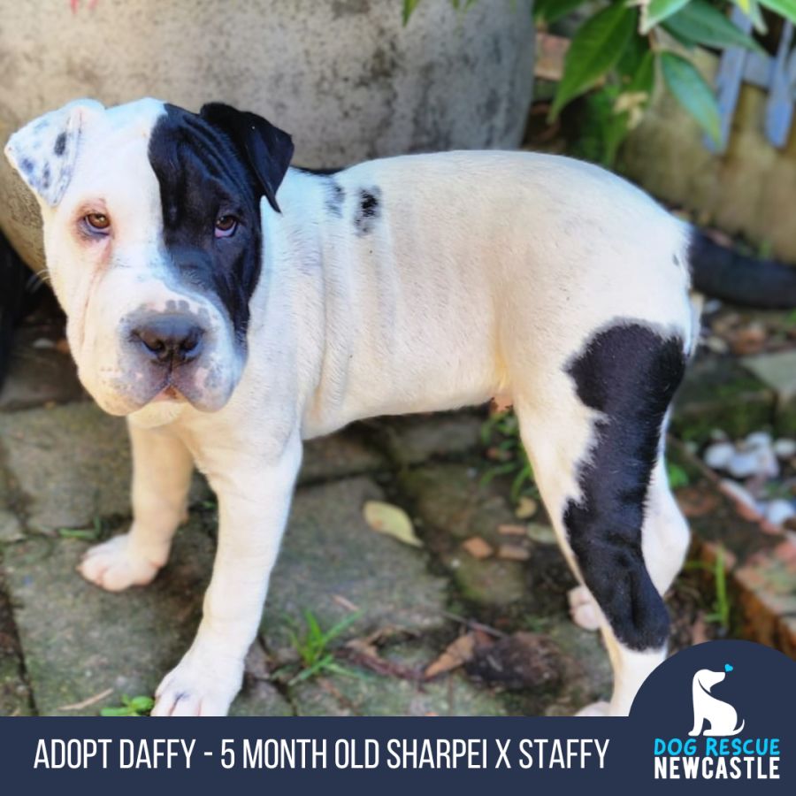Daffy - 3 Month Old Shar Pei X Staffy (Trial) - Medium Male Shar-Pei x ...