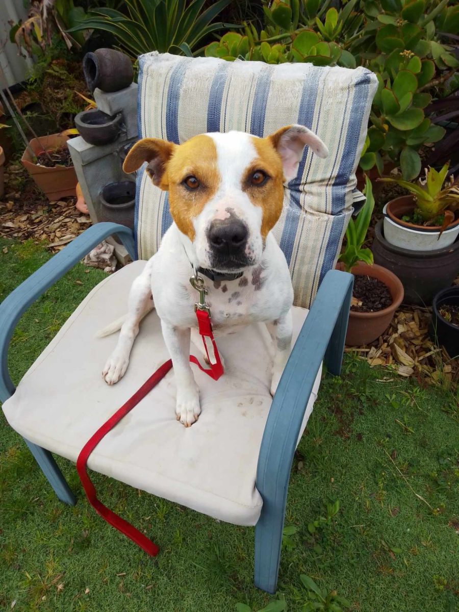 Chippa - Medium Male Jack Russell Terrier x Staffy Dog in VIC - PetRescue
