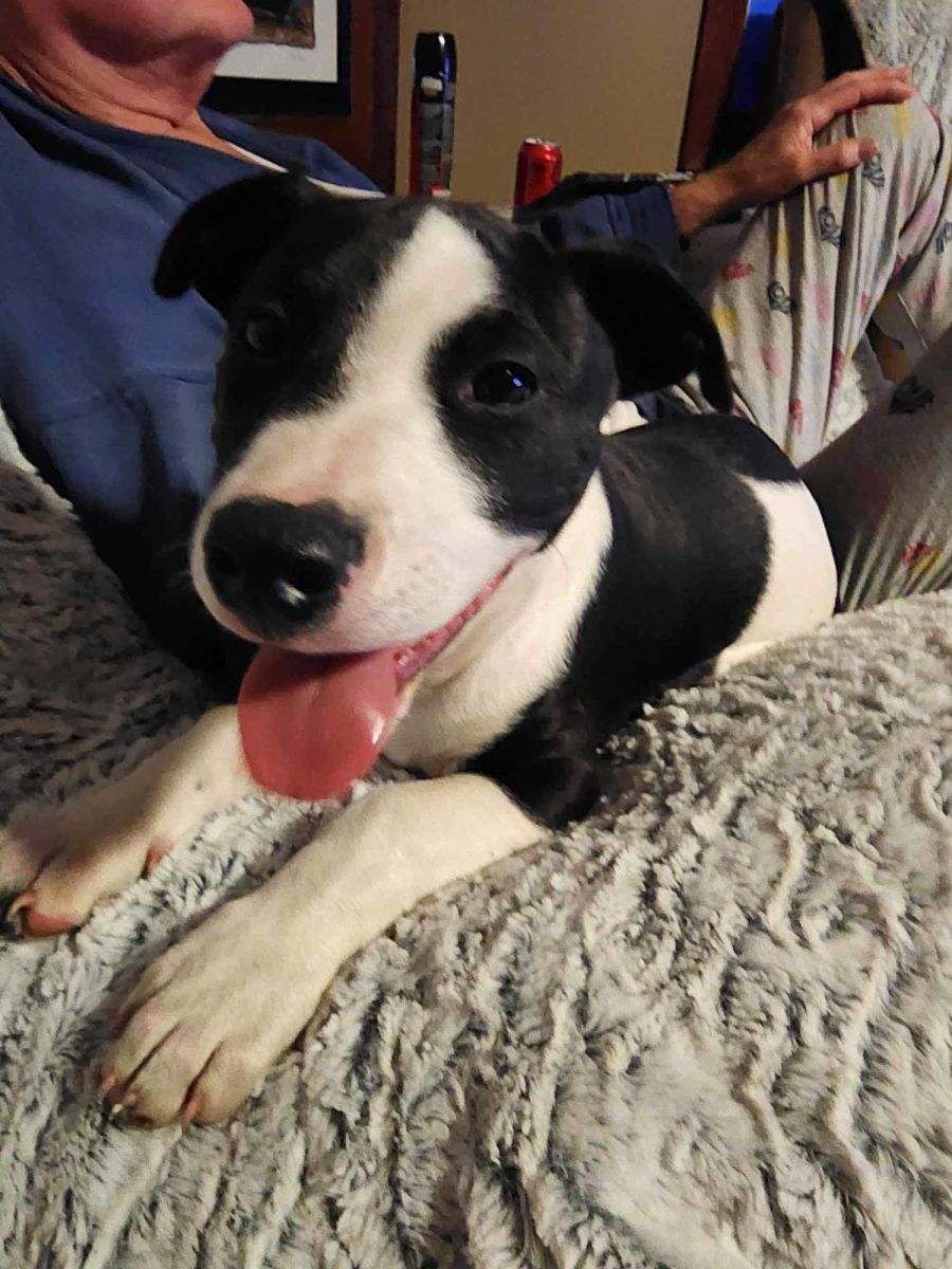 Astro - Medium Male Staffy x Jack Russell Terrier Mix Dog in NSW ...
