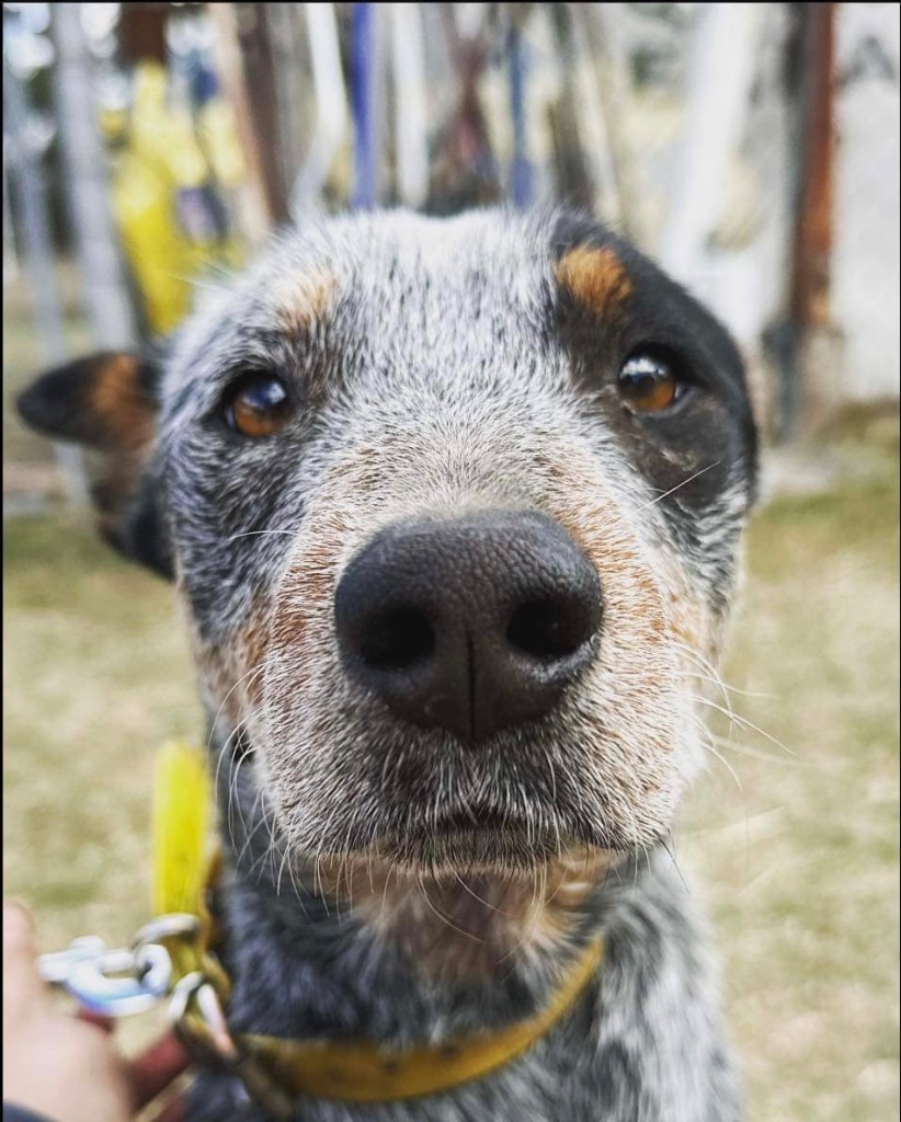 Lori - Medium Female Mixed Breed Mix Dog in QLD - PetRescue