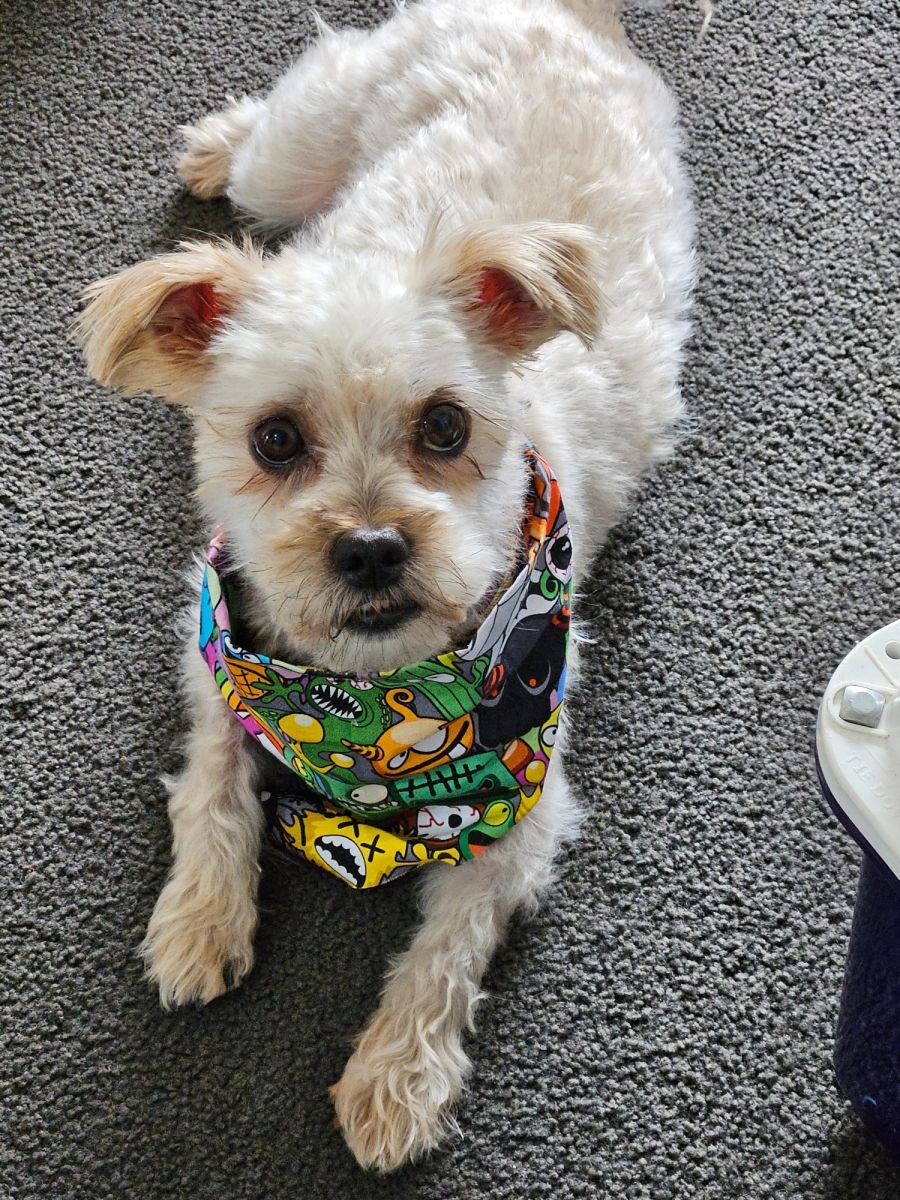 Harry - Small Male Maltese Mix Dog in VIC - PetRescue