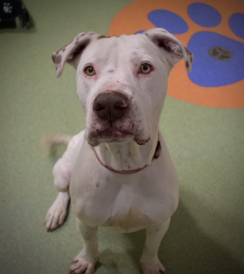 Winston - Medium Male Bull Arab x Bullmastiff Mix Dog in QLD - PetRescue