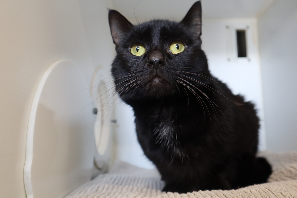 Snickers - Male Domestic Short Hair Mix Cat in VIC - PetRescue